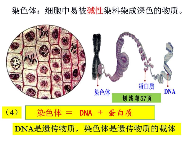 初中生物人教版 新课标七年级上册第二单元 生物体的结构层次第二章 细胞怎样构成生物体第一节 细胞通过分裂产生新细胞备课ppt课件 教习网课件下载