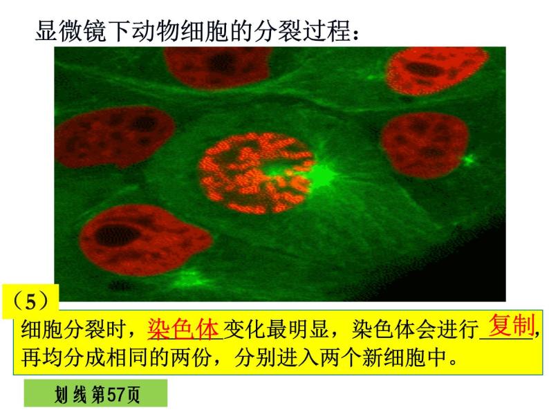 初中生物人教版 新课标七年级上册第二单元 生物体的结构层次第二章 细胞怎样构成生物体第一节 细胞通过分裂产生新细胞备课ppt课件 教习网课件下载