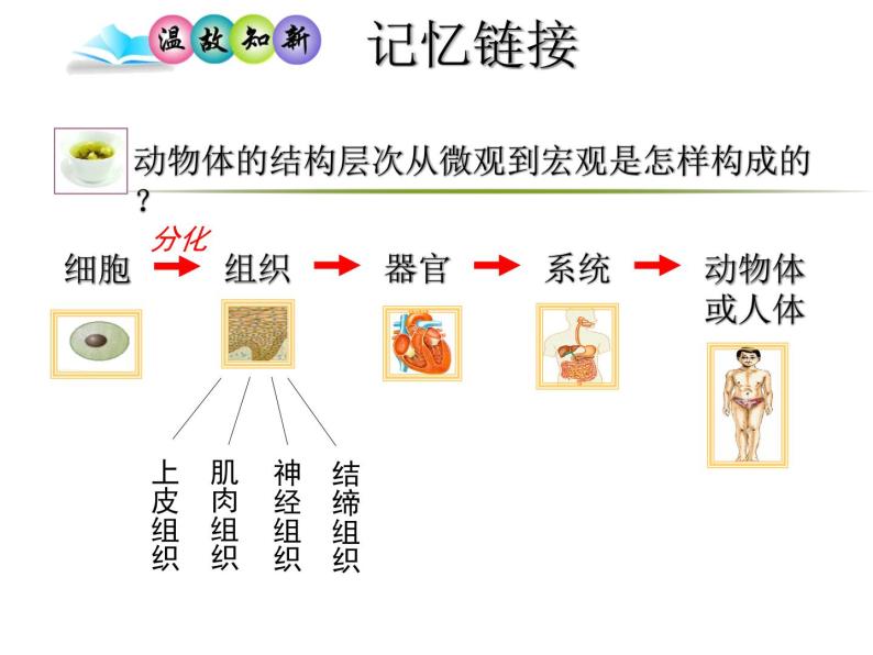 初中生物人教版 新课标七年级上册第三节 植物体的结构层次教案配套ppt课件 教习网课件下载