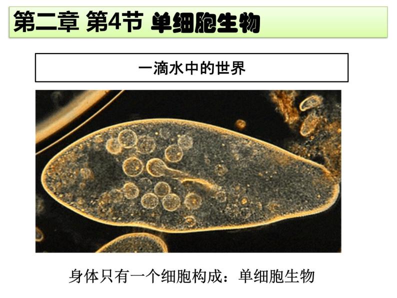 生物七年级上册第四节 单细胞生物课前预习ppt课件 教习网课件下载