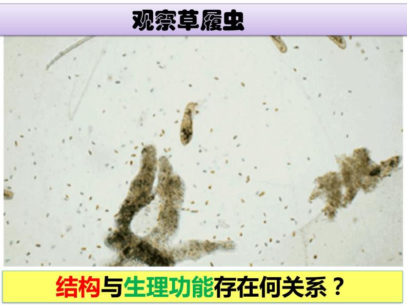 生物七年级上册第四节 单细胞生物课前预习ppt课件 教习网课件下载