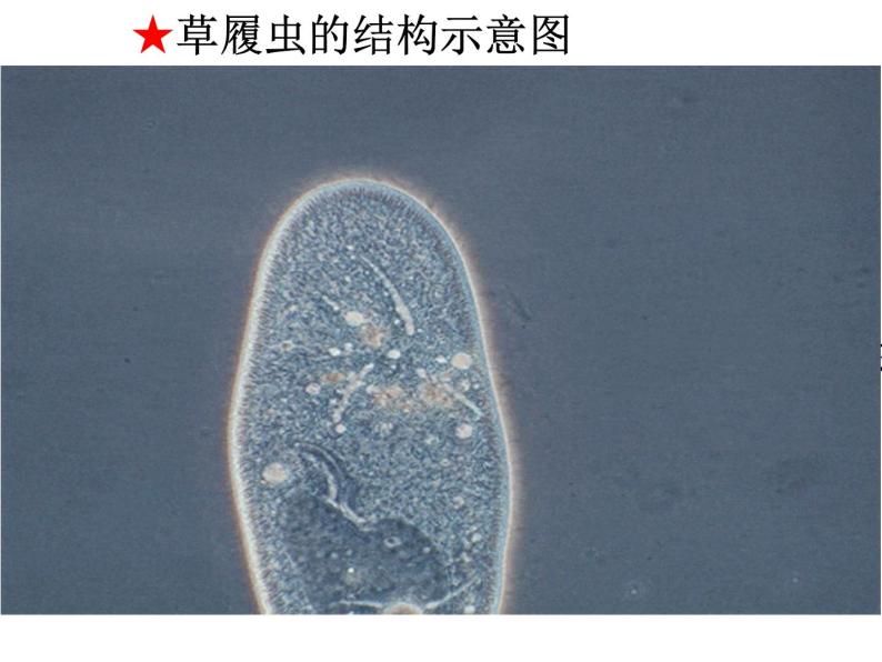 生物七年级上册第四节 单细胞生物课前预习ppt课件 教习网课件下载