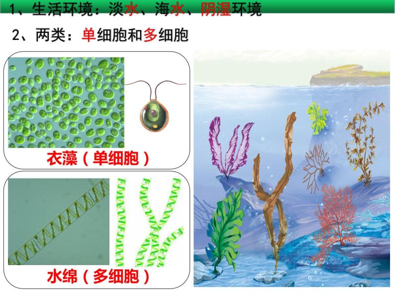 初中生物人教版 新课标七年级上册第一节 藻类、苔藓和蕨类植物教学课件ppt 教习网课件下载