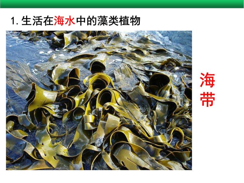 初中生物人教版 新课标七年级上册第一节 藻类、苔藓和蕨类植物教学课件ppt 教习网课件下载