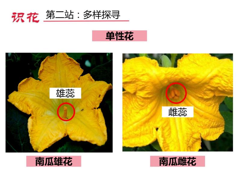 初中生物人教版 新课标七年级上册第三单元 生物圈中的绿色植物第二章 被子植物的一生第三节 开花和结果示范课ppt课件 教习网课件下载