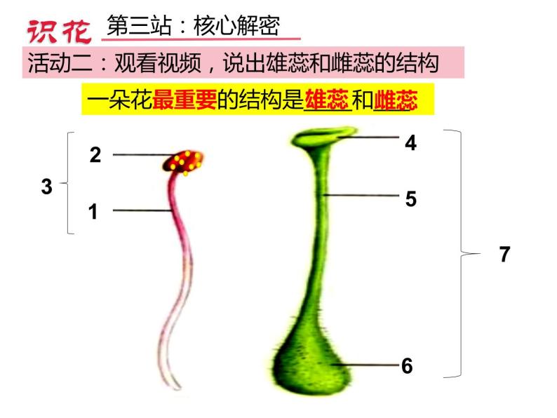 初中生物人教版 新课标七年级上册第三单元 生物圈中的绿色植物第二章 被子植物的一生第三节 开花和结果示范课ppt课件 教习网课件下载