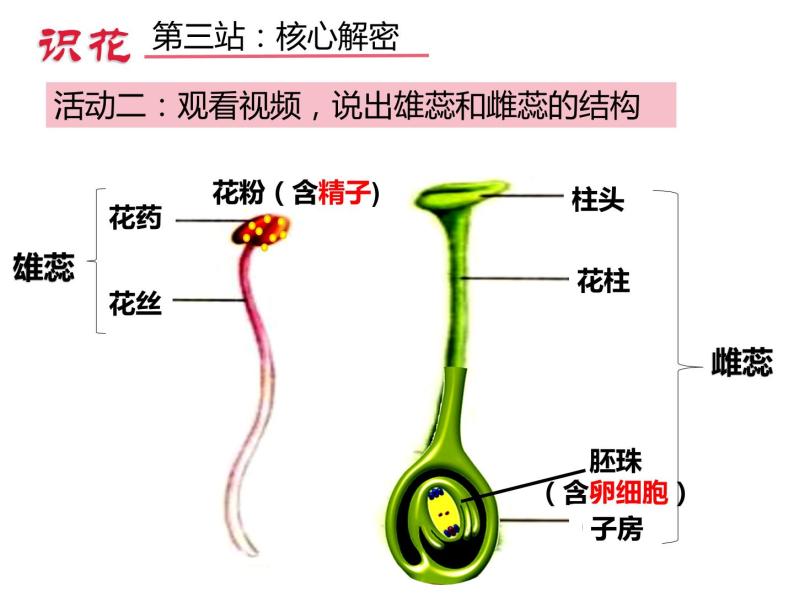 初中生物人教版 新课标七年级上册第三单元 生物圈中的绿色植物第二章 被子植物的一生第三节 开花和结果示范课ppt课件 教习网课件下载