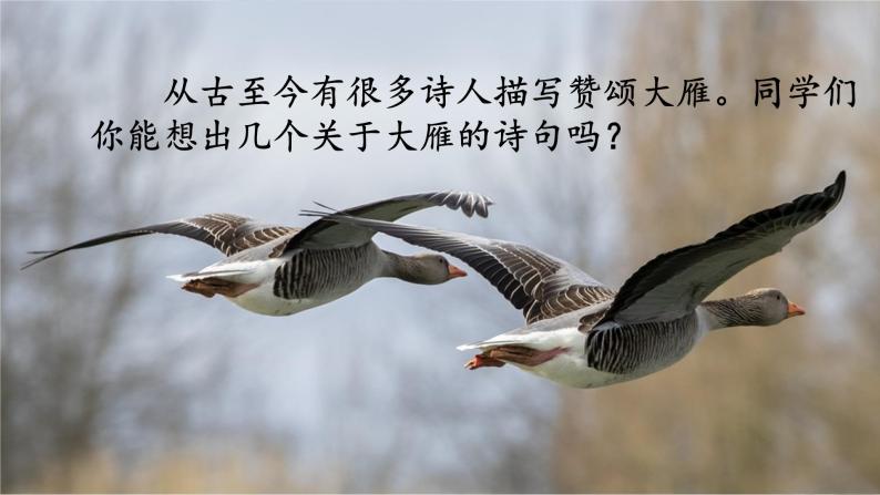 人教部编版八年级下册大雁归来完整版课件ppt-教习网|课件下载