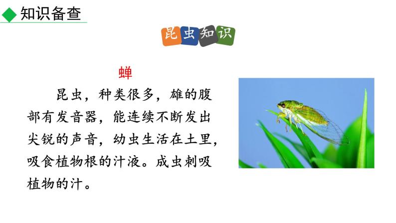 语文八年级上册21* 蝉课文课件ppt-教习网|课件下载