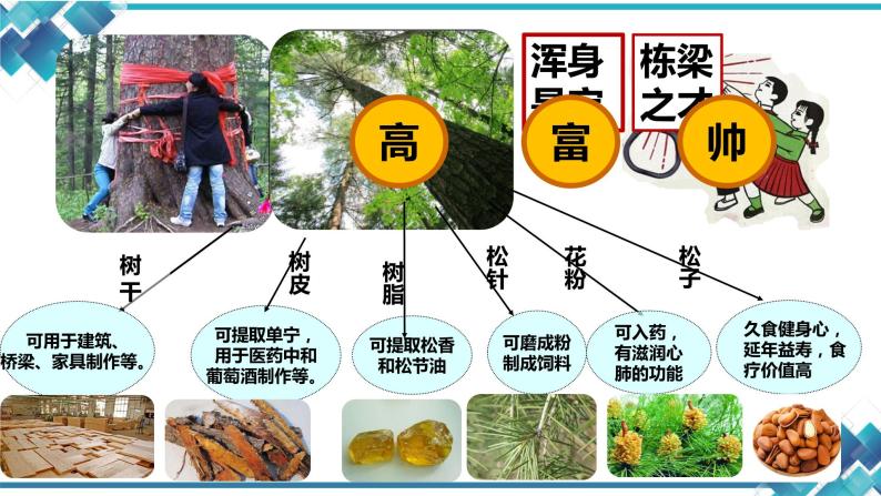 初中历史与社会人教版 人文地理下册第一框 红松之乡背景图课件ppt 教习网课件下载