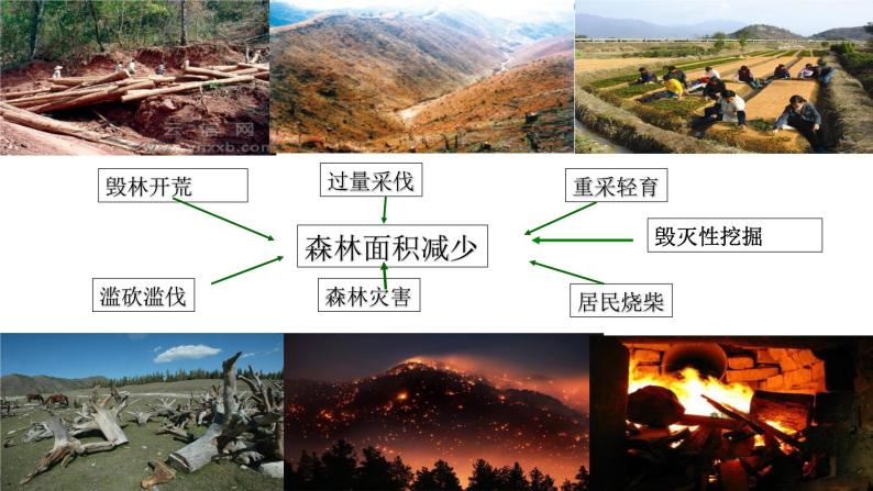 初中历史与社会人教版 人文地理下册第一框 红松之乡背景图课件ppt 教习网课件下载