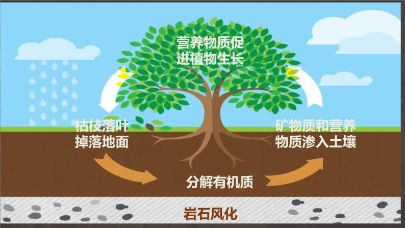 高中地理第六节 土壤的主要形成因素优质课教学ppt课件 教习网课件下载