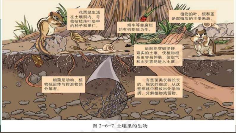 高中地理第六节 土壤的主要形成因素优质课教学ppt课件 教习网课件下载