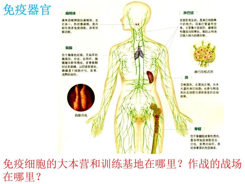 人教版 2019选择性必修1第4章 免疫调节第1节 免疫系统的组成和功能教学课件ppt 教习网课件下载