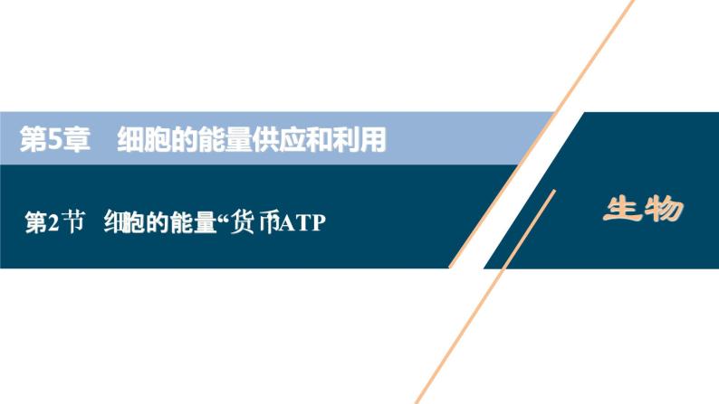 人教版 2019必修1《分子与细胞》第2节 细胞的能量 货币”atp课堂教学ppt课件 教习网课件下载