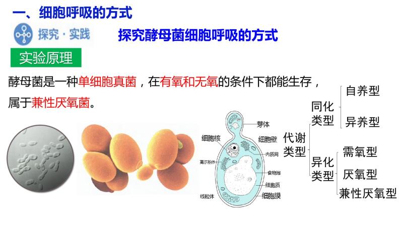 生物必修1《分子与细胞》第3节 细胞呼吸的原理和应用课文ppt课件 教习网课件下载