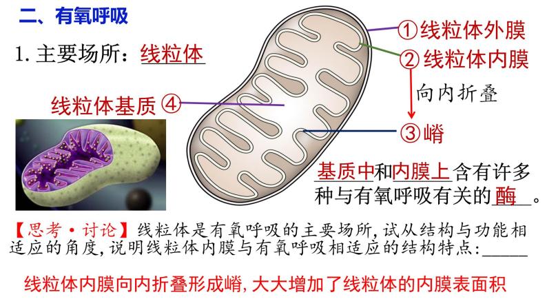 生物必修1《分子与细胞》第3节 细胞呼吸的原理和应用课文ppt课件 教习网课件下载