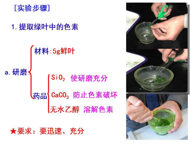 高中生物人教版 2019必修1《分子与细胞》一 捕获光能的色素和结构教课ppt课件 教习网课件下载