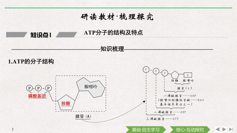 高中生物人教版 2019必修1《分子与细胞》第2节 细胞的能量 货币”atp图文ppt课件 教习网课件下载