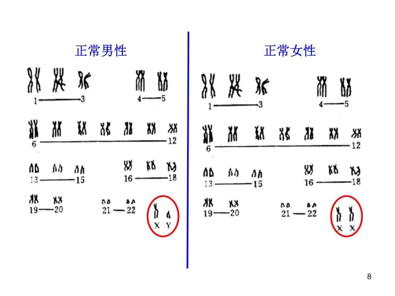 高中生物人教版 新课标必修2《遗传与进化》第2节 基因在染色体上课文ppt课件 教习网课件下载
