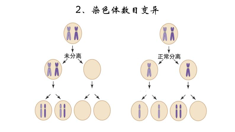 人教版 新课标必修2《遗传与进化》第五章 基因突变及其他变异第2节 染色体变异评课ppt课件 教习网课件下载