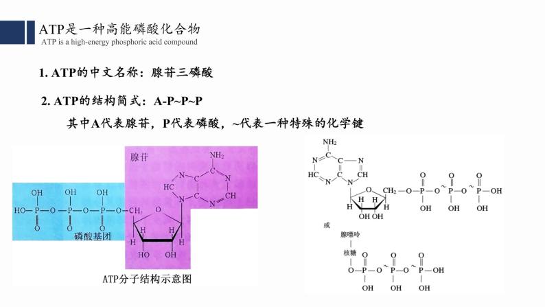 高中生物人教版 2019必修1《分子与细胞》第2节 细胞的能量 货币”atp课堂教学ppt课件 教习网课件下载