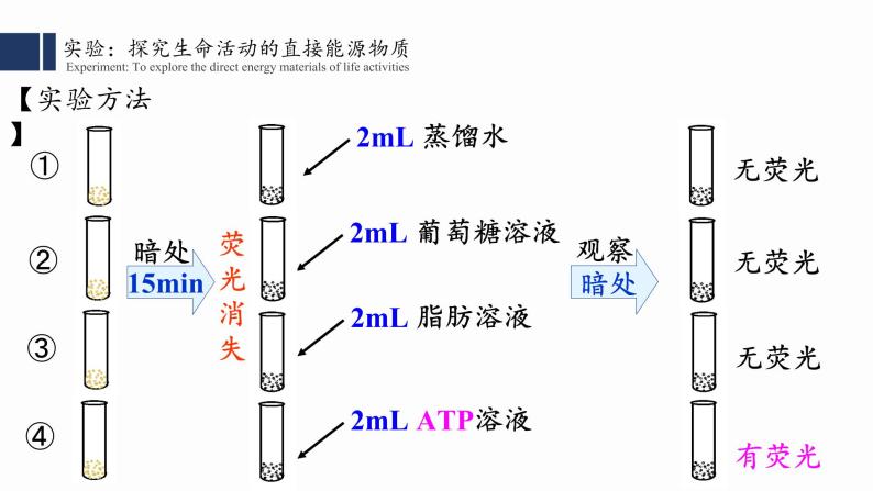 高中生物人教版 2019必修1《分子与细胞》第2节 细胞的能量 货币”atp课堂教学ppt课件 教习网课件下载