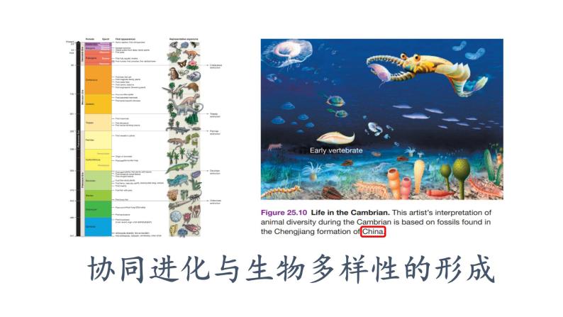 高中生物第4节 协同进化与生物多样性的形成教案配套ppt课件 教习网课件下载