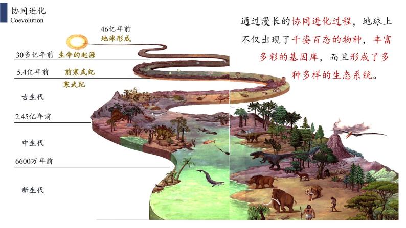 高中生物第4节 协同进化与生物多样性的形成教案配套ppt课件 教习网课件下载