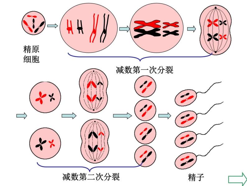 高中生物人教版 新课标必修2《遗传与进化》第二章 基因和染色体的关系第1节 减数分裂和受精作用一 减数分裂课文ppt课件 教习网课件下载