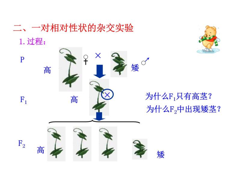 人教版 新课标必修2《遗传与进化》第1节 盂德尔的豌豆杂交实验(一)试讲课ppt课件 教习网课件下载