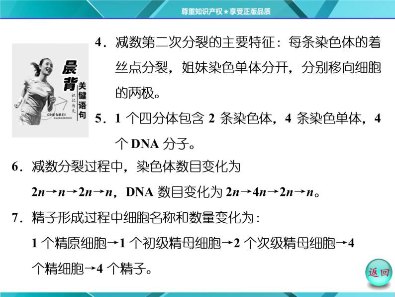 高中生物人教版 新课标必修2《遗传与进化》第1节 杂交育种与诱变育种完美版ppt课件 教习网课件下载