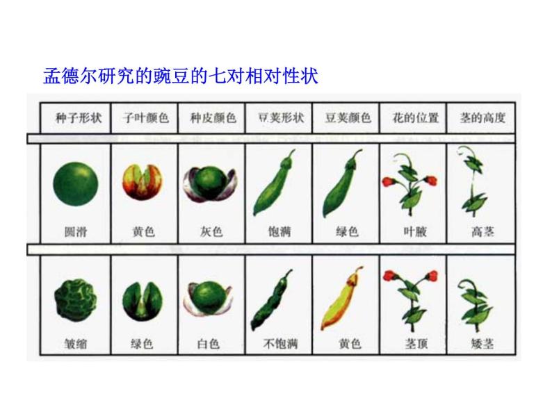 高中生物人教版 新课标必修2《遗传与进化》第1节 盂德尔的豌豆杂交实验(一)教学演示课件ppt 教习网课件下载