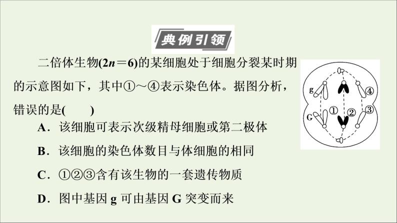 高考生物一轮复习第7单元生物的变异育种与进化素养加强课7变异与细胞分裂和遗传定律的综合课件 教习网课件下载