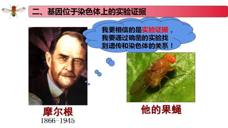 14 基因位于染色体上 2020 2021学年高一生物同步备课系列（新苏教版（2020）必修2）课件ppt 教习网课件下载