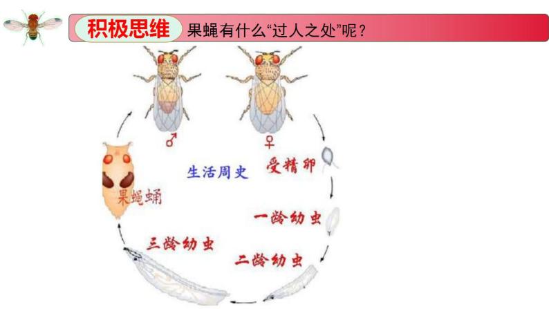 14 基因位于染色体上 2020 2021学年高一生物同步备课系列（新苏教版（2020）必修2）课件ppt 教习网课件下载