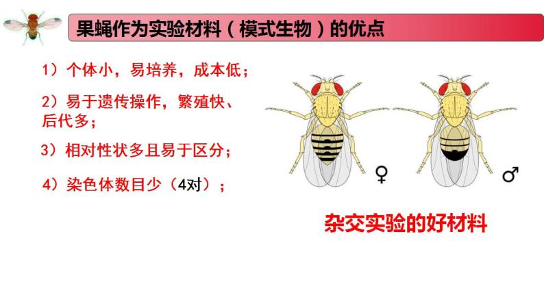 14 基因位于染色体上 2020 2021学年高一生物同步备课系列（新苏教版（2020）必修2）课件ppt 教习网课件下载
