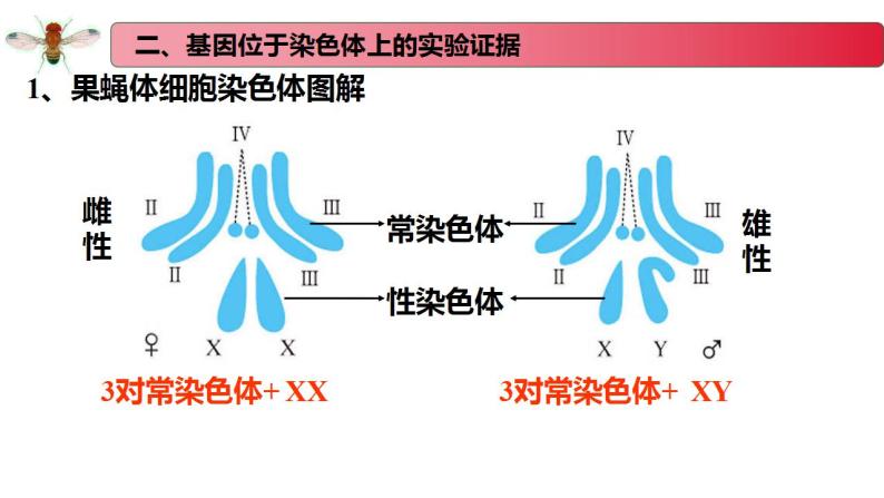 14 基因位于染色体上 2020 2021学年高一生物同步备课系列（新苏教版（2020）必修2）课件ppt 教习网课件下载