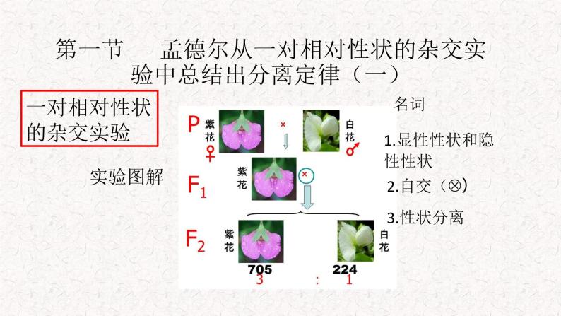 浙科版 2019必修2《遗传与进化》第一节 孟德尔从一对相对性状的杂交实验中总结出分离定律课文内容ppt课件 教习网课件下载