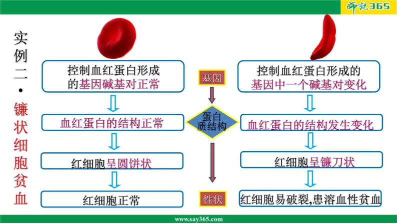 人教版 2019必修2《遗传与进化》第2节 基因表达与性状的关系教学课件ppt 教习网课件下载