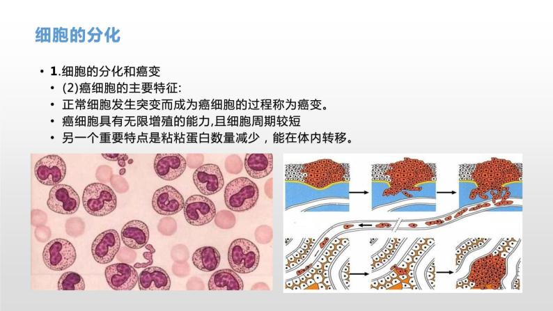 学考复习8细胞的分化衰老凋亡和癌变 课件【新教材】2022届浙江高考生物学考复习(浙科版(2019)) 教习网课件下载