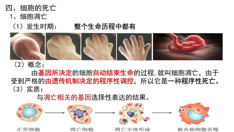 高中生物人教版 2019必修1《分子与细胞》第3节 细胞的衰老和死亡多媒体教学ppt课件 教习网课件下载