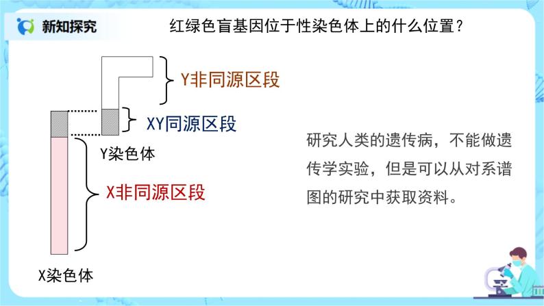 人教版 2019必修2《遗传与进化》第3节 伴性遗传完美版ppt课件 教习网课件下载