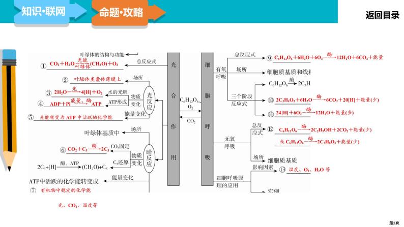 第4讲 细胞呼吸和光合作用 2022届二轮复习生物课件ppt 教习网课件下载