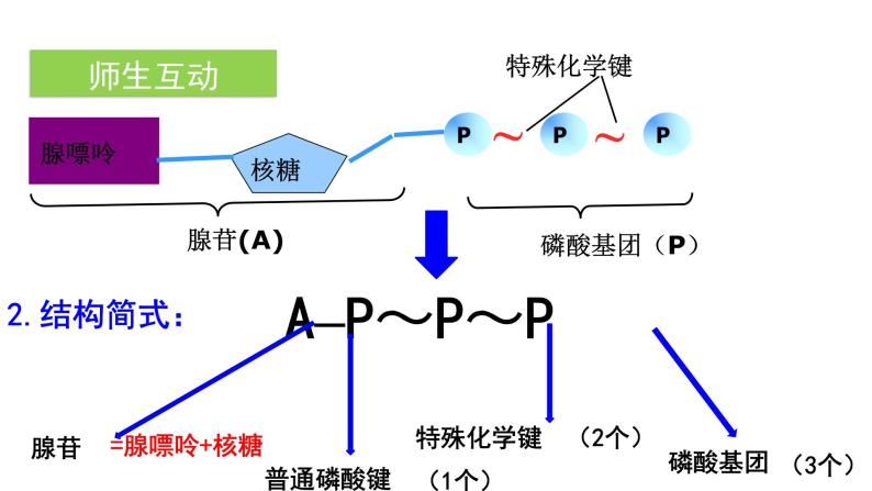 2021学年第2节 细胞的能量 货币”atp课前预习ppt课件 教习网课件下载