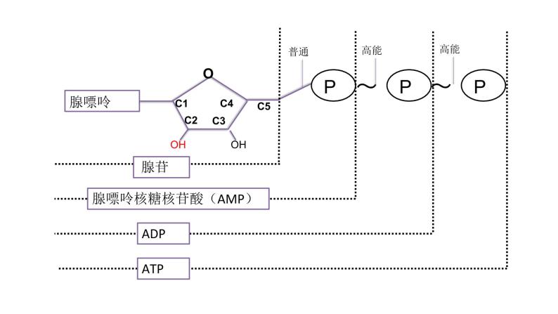 2021学年第2节 细胞的能量 货币”atp课前预习ppt课件 教习网课件下载