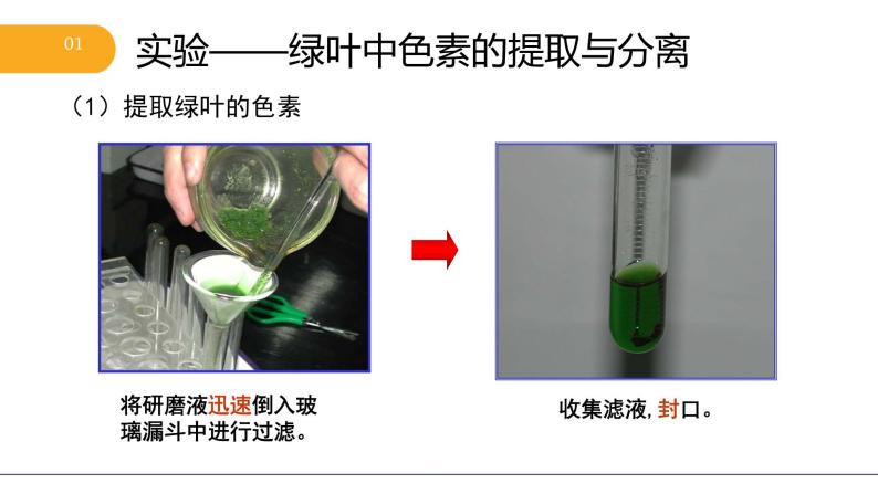 高中生物人教版 2019必修1《分子与细胞》一 捕获光能的色素和结构教课课件ppt 教习网课件下载