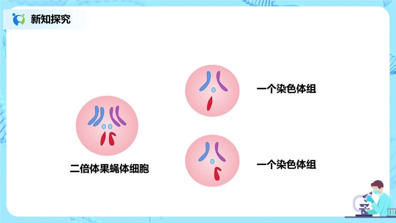人教版 2019必修2《遗传与进化》第2节 染色体变异图片课件ppt 教习网课件下载
