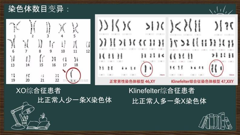 高中生物人教版 2019必修2《遗传与进化》第2节 染色体变异示范课ppt课件 教习网课件下载