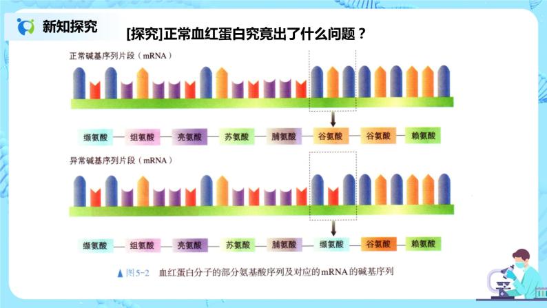 高中生物人教版 2019必修2《遗传与进化》第5章 基因突变及其他变异第1节 基因突变和基因重组一等奖课件ppt 教习网课件下载